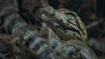 Finding a Voice - Secret World of Sound with David Attenborough - watch ...